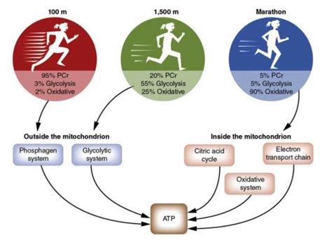 Is Basketball Aerobic Or Anaerobic