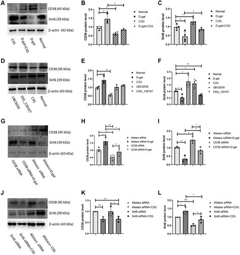 Downregulation Of Sirt6 By Cd38 Promotes Cell Senescence And Aging Aging