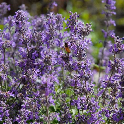 Little Trudy Catmint