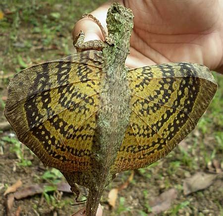 Flying Lizards Real Dragons Glide In Asian Forests