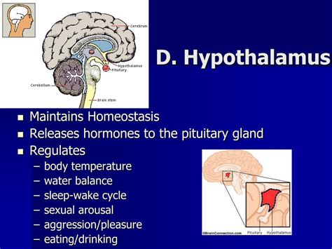 Ppt Nervous System Powerpoint Presentation Free Download Id6384200