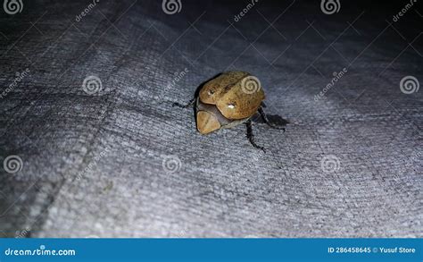 Polyphylla Alba Largest Of The European Melolonthinae It Is Covered