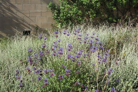 Mother Natures Backyard A Water Wise Garden Plant Of The Month
