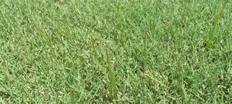 Weed Identification Part 3 Complete Your Weed Knowledge