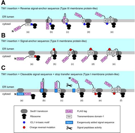The Models Of Transmembrane Domain Orientation In Different Construct