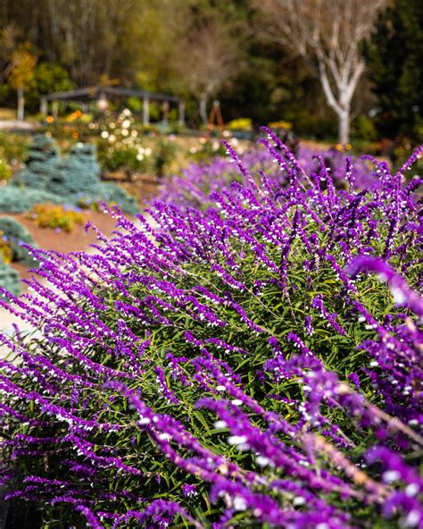 Visiting Humboldt Botanical Garden In California