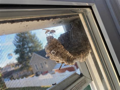 Are These Harmless Rinsects