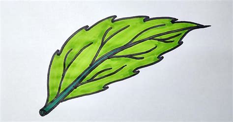 Very Simple Leaf Drawing Album On Imgur