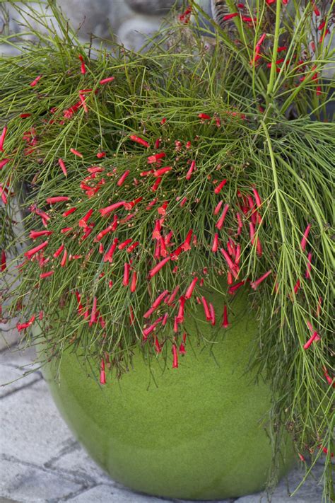 Firecracker Fountain Grass