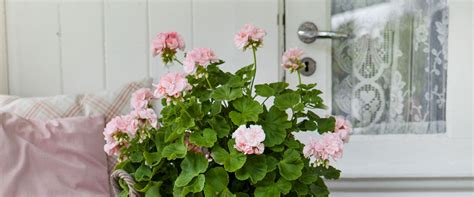 Pelargonia Dronning Ingrid Slik Lykkes Du Med Den Mester Grønn