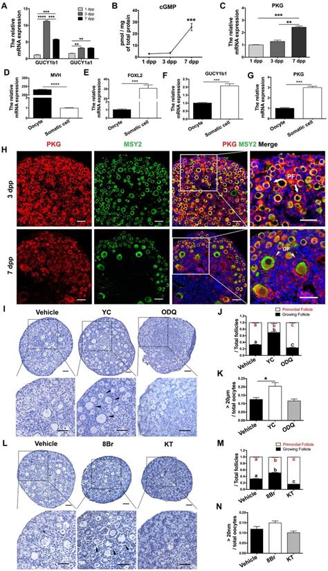Cgmppkg Participated In Pf Activation A The Relative Mrna Levels Of Download Scientific