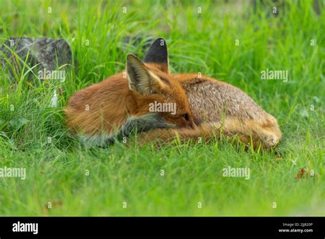 Red Fox Vulpes Vulpes Male Sleping In Graveyard City Of London