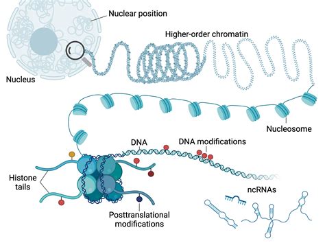 Epigenetic Regulation Biorender Science Templates
