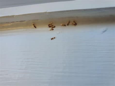 Small Flying Gnats Rwhatsthisbug