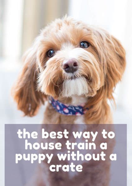 What Is The Best Way To House Train A Puppy
