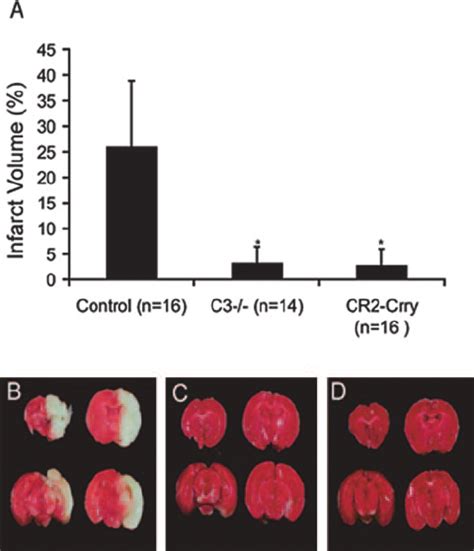 Effect Of C3 Deficiency And Complement Inhibition With Cr2 Crry On