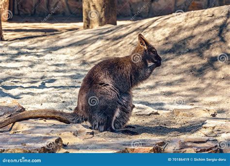 Small Kangaroo Stock Image Image Of Nature Macro Fauna 70186419