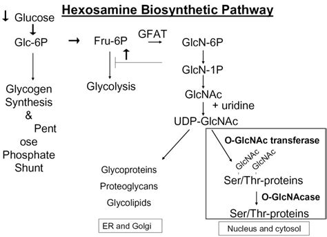Hexosamines Insulin Resistance And The Complications Of Diabetes