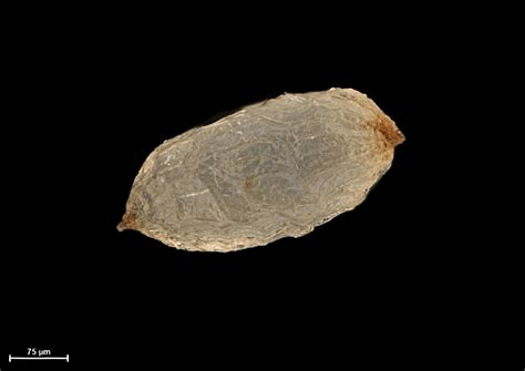 Cyrtandra Sessilis Seeds Of Hawaii