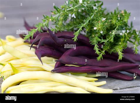 Beans Vegetable Leguminous Plants Runner Beans Savory Bean Herbs Yellow