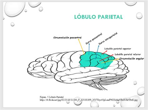 Lóbulo Cerebral Parietal