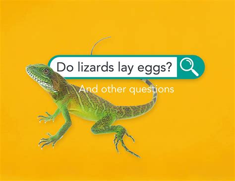 Do Lizards Lay Eggs …and Other Questions