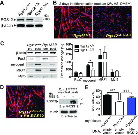 Myotube Formation By Primary Myoblasts Isolated From Rgs12 Null Mice Is Download Scientific