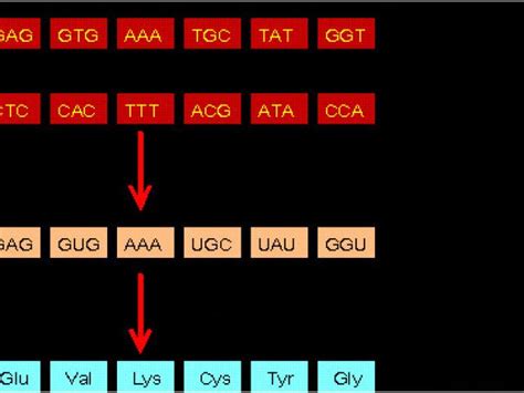 Difference Between Template And Coding Strand Garmin Software Mrna