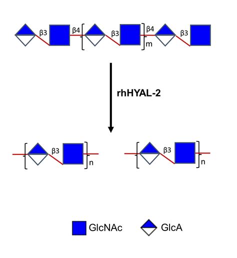 Recombinant Human Hyaluronidase 4hyal4 Protein Cf 6904 Gh 020 Randd