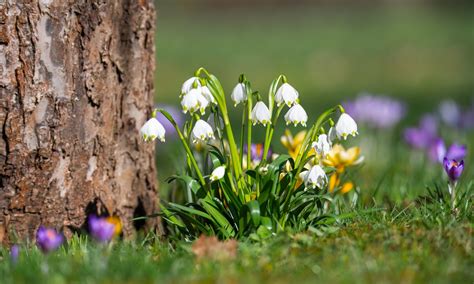 Puberteten Ugglans Biologi