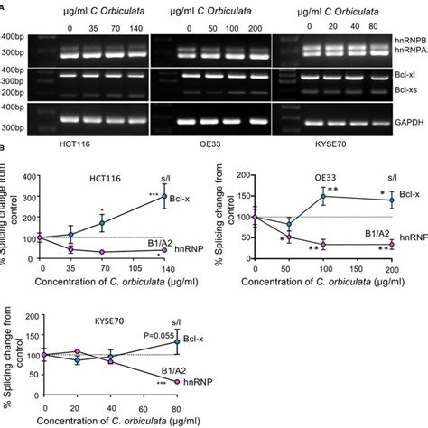 Knockdown Of Hnrnpb1 And Its Effects On Splicing Of Bcl2l1 In Hct116