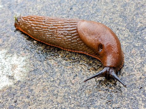 Lovely Slug Is A Slimey Boi