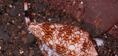 Geography Cone Snail Sting At Paul Bowers Blog