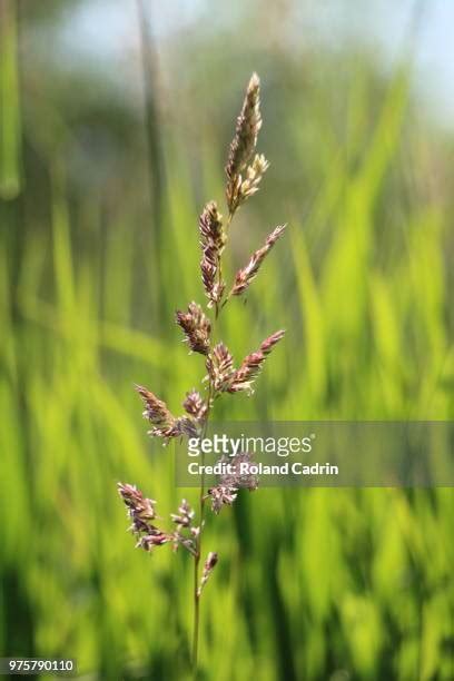 A Roland Fields Photos And Premium High Res Pictures Getty Images