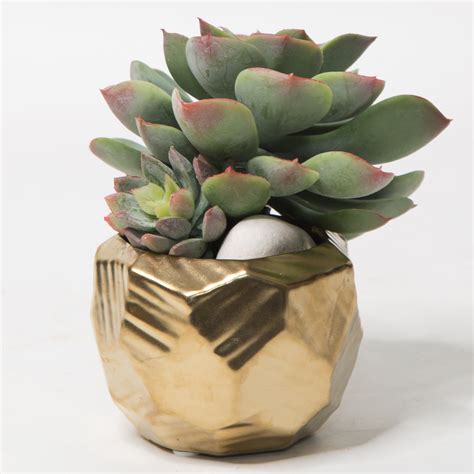 Ceramic Vases For Succulents At Kate Terry Blog