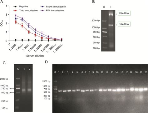 Development Of Novel Nanobody Based Lateral Flow Immunochromatographic Strip Test For Rapid
