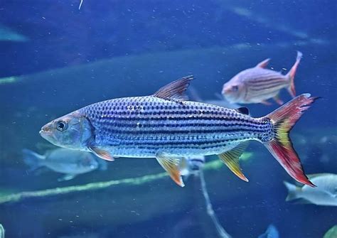 Phylum Chordata Fish Phylum Chordata Kofa Study