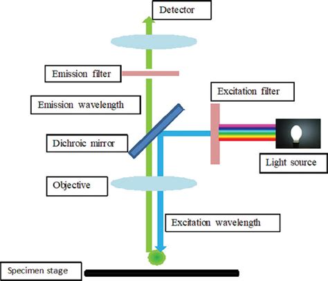 Confocal Microscopy Working Principle And Applications In Dermatology Journal Of Skin And