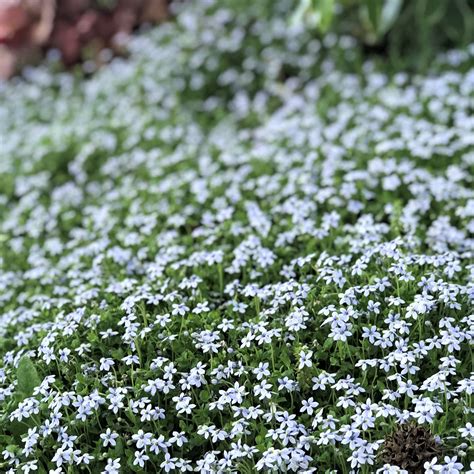 Isotoma Fluviatillis Blue Star Creeper 35 Pot Little Prince Of