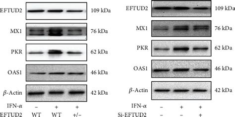 The Spliceosome Factor Eftud2 Promotes Ifn Anti Hbv Effect Through Mrna Splicing Pmc