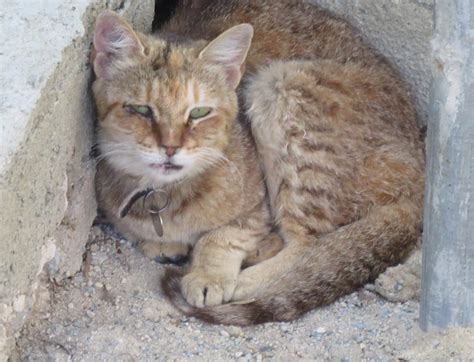 Astrid Malcolm Cat Protection Society