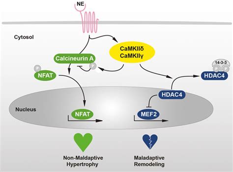 Cardiac Cam Kinase Ii Genes δ And γ Contribute To Adverse Remodeling But Redundantly Inhibit