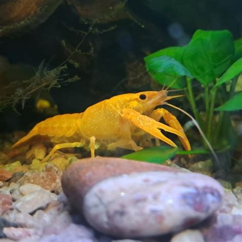 Phoenix Builder Youtube