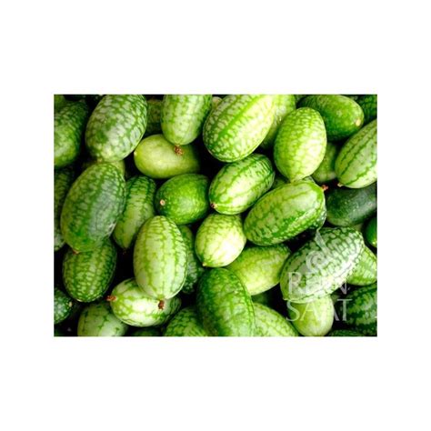 Mini Krastavac Melothria Ekološko Organsko Sjeme Cijena Prodaja