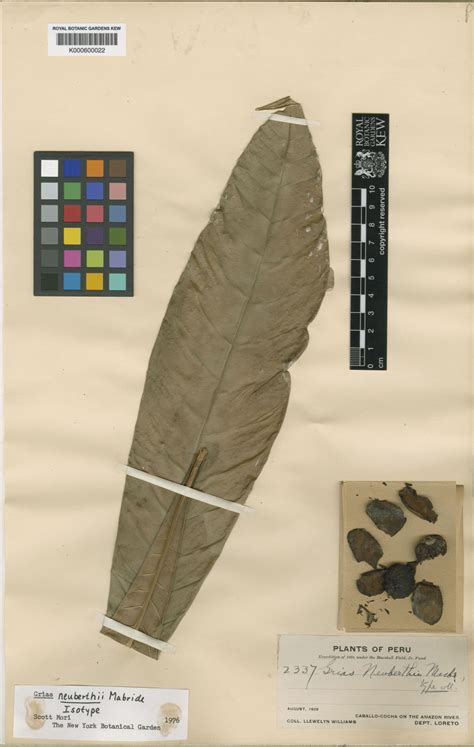 Grias L Plants Of The World Online Kew Science