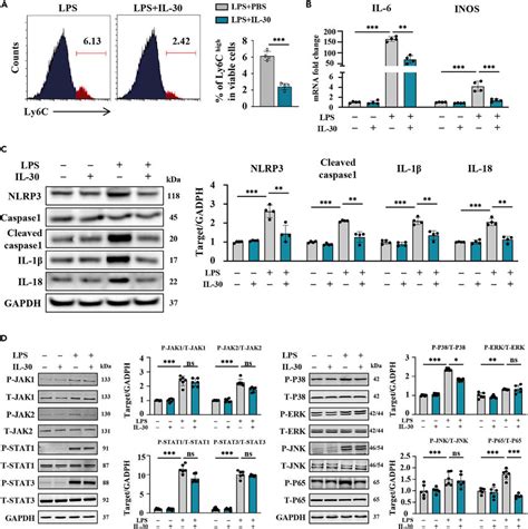Il 30 Inhibited Proinflammatory Macrophage Polarization And Pyroptosis
