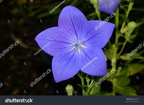 Purple And White Star Shaped Flower At Thomas Castro Blog