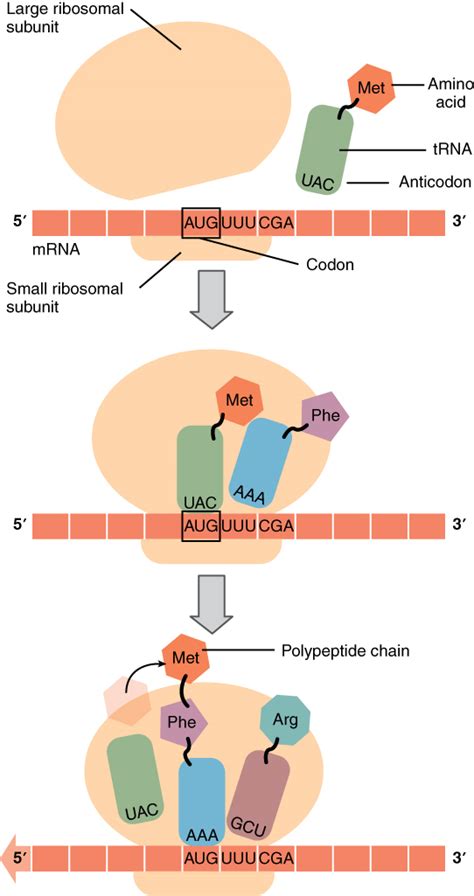 Protein Synthesis · Anatomy And Physiology