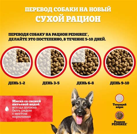 9 Лучших сухих кормов для собак крупной породы рейтинг 2026 Планета