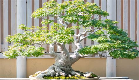 Can You Grow A Maple Tree As A Bonsai Bigger Garden